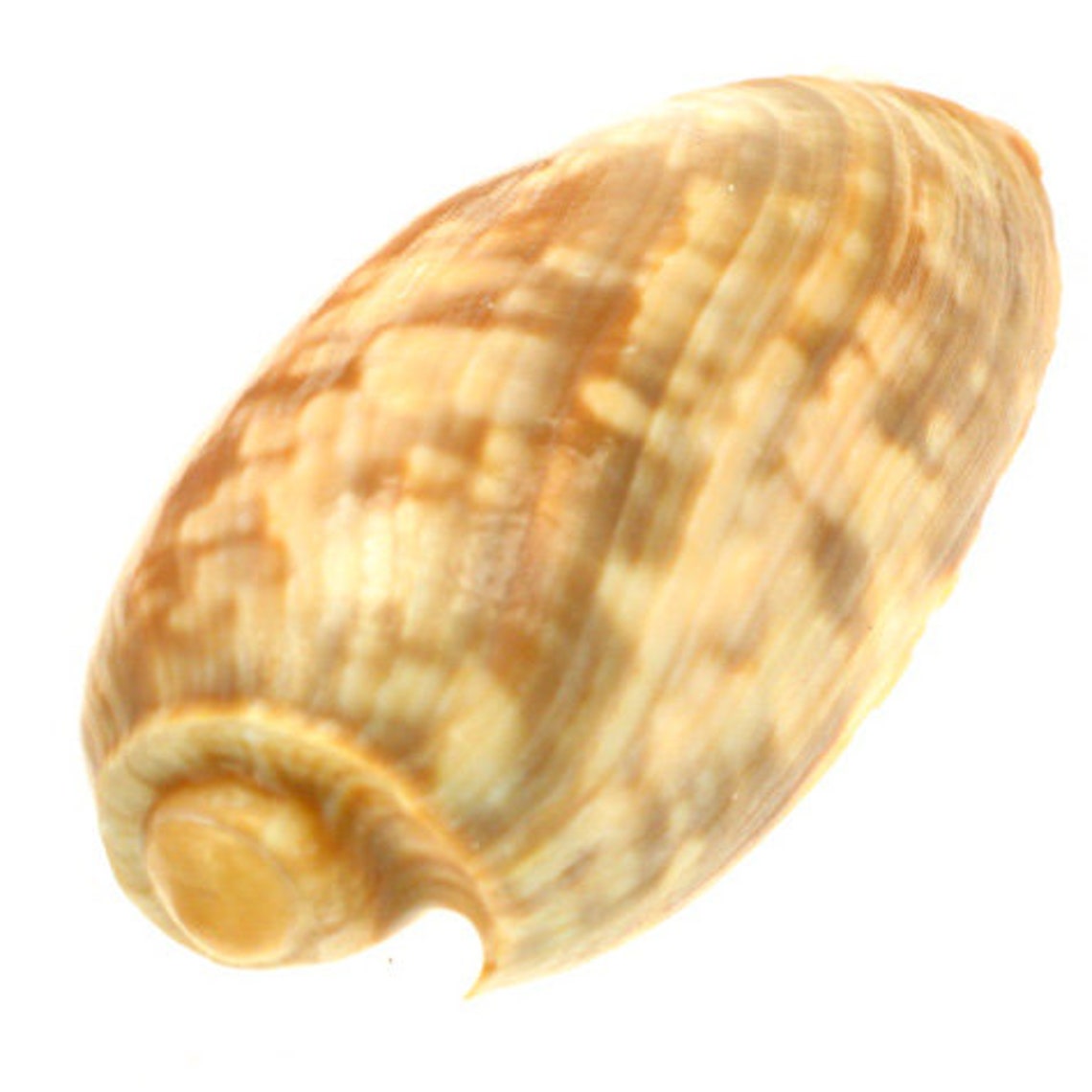 Melon Cymbium 6cm Shell Conchas de mar Conchas artesanales | Etsy