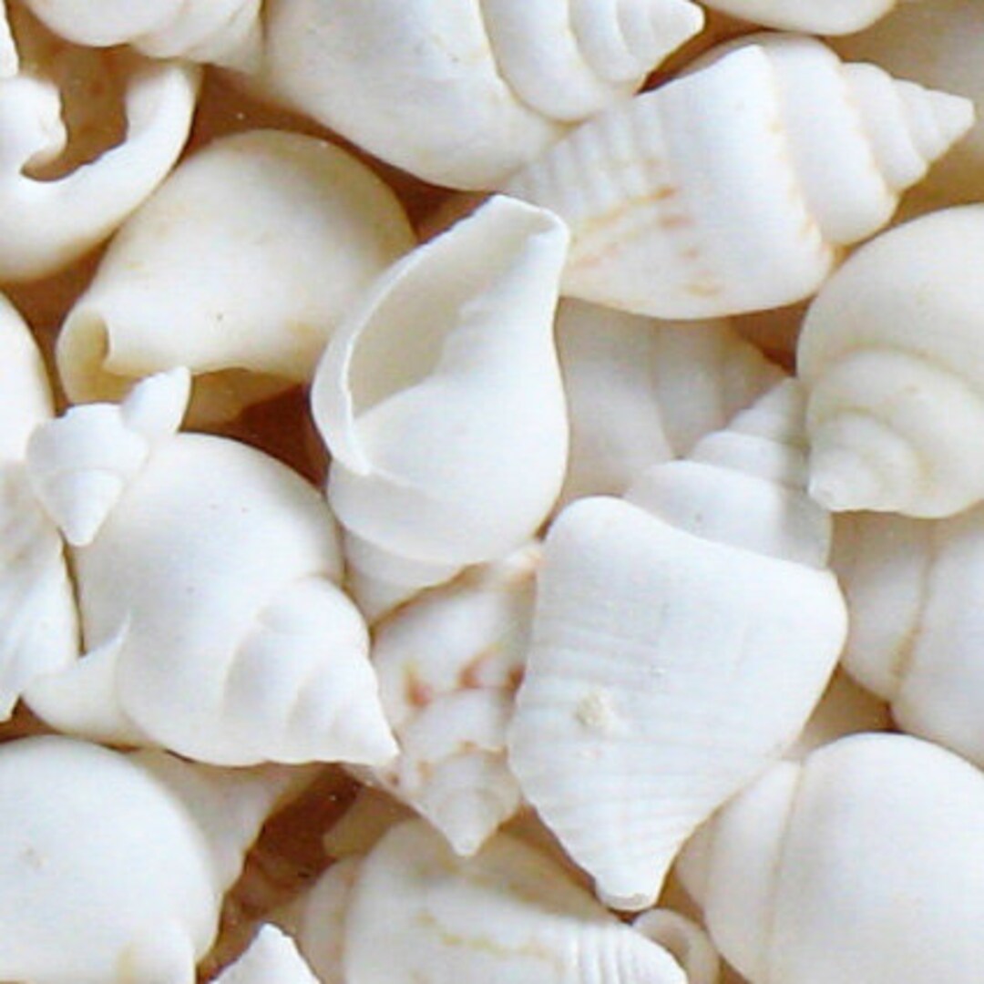 White Nassa Palay Palay Shells Seashells, Craft Shells, Marine, Snail ...