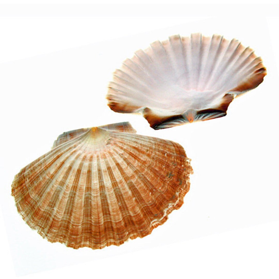 Medium Flat Scallops 10cm Shell Seashell, Craft Shells, Marine, Snail ...