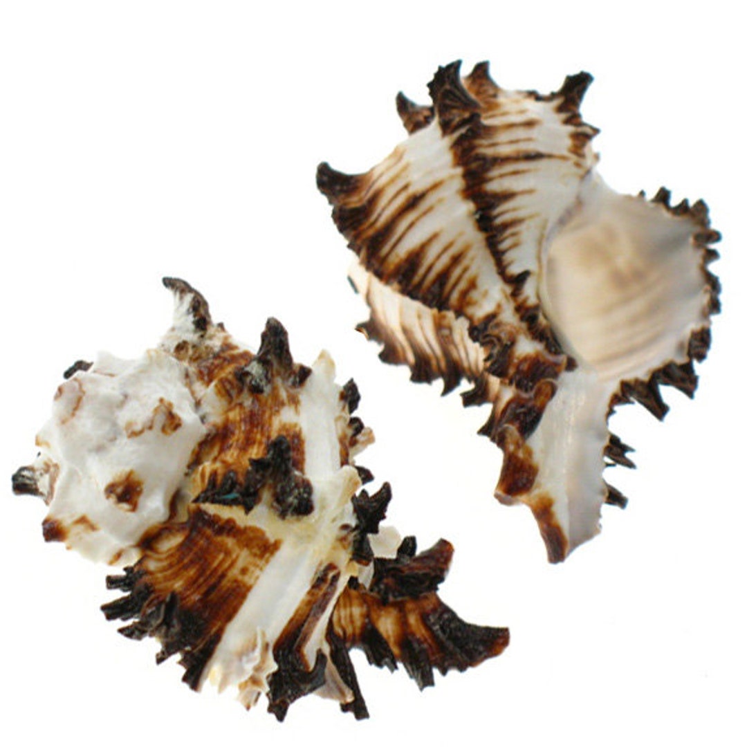 Large Zebra Murex 4cm Shell Seashell Craft Shell Marine - Etsy