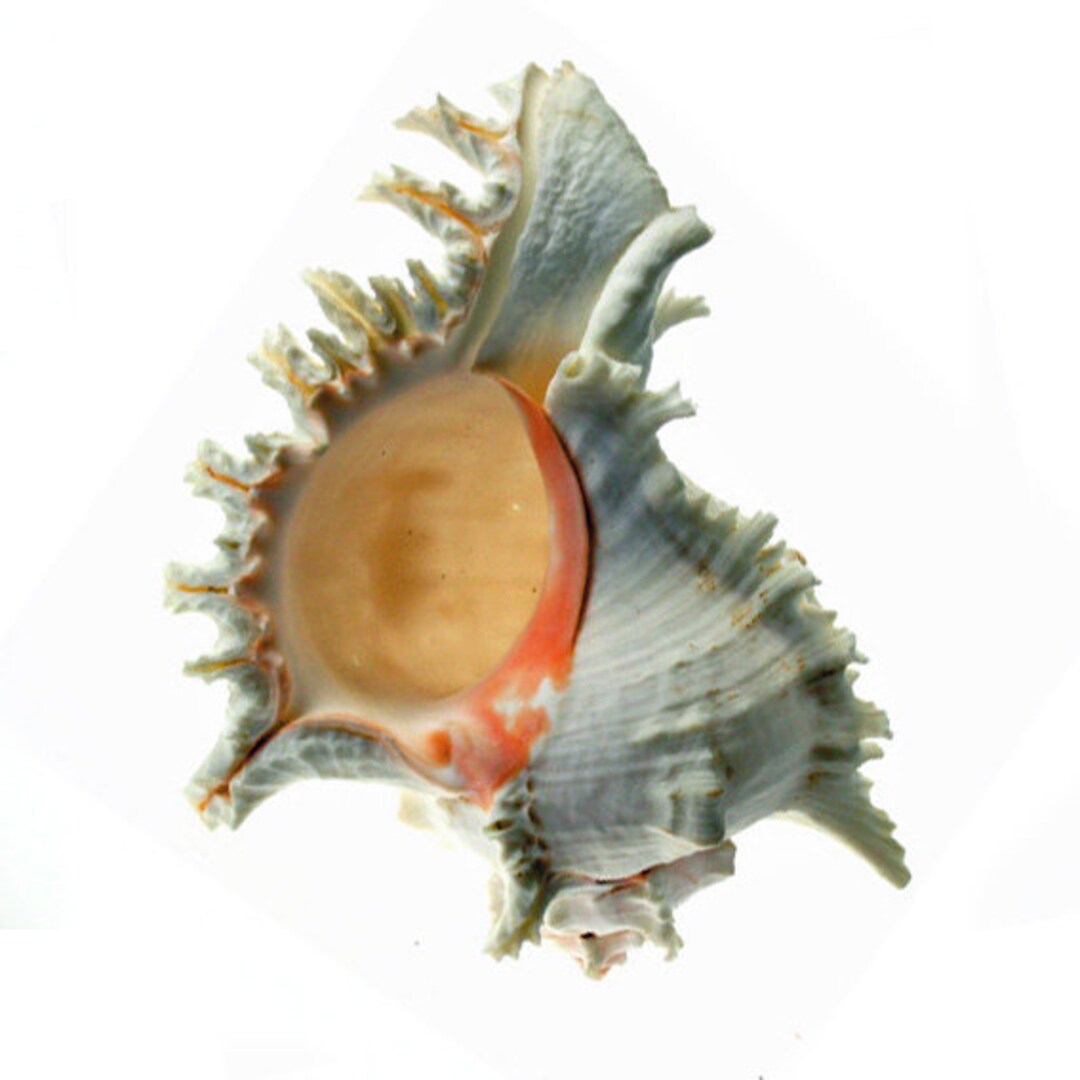 Giant Murex 17-20cm Shell Seashells, Craft Shell, Marine, Snail ...