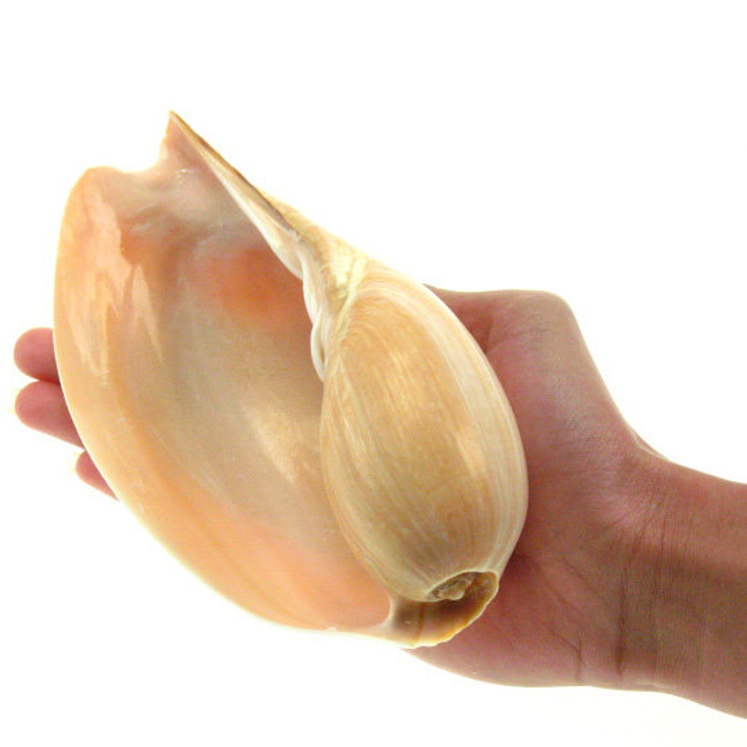 Melon Cymbium 14cm Shell Seashell, Craft Shell, Marine, Snail SL107014 ...