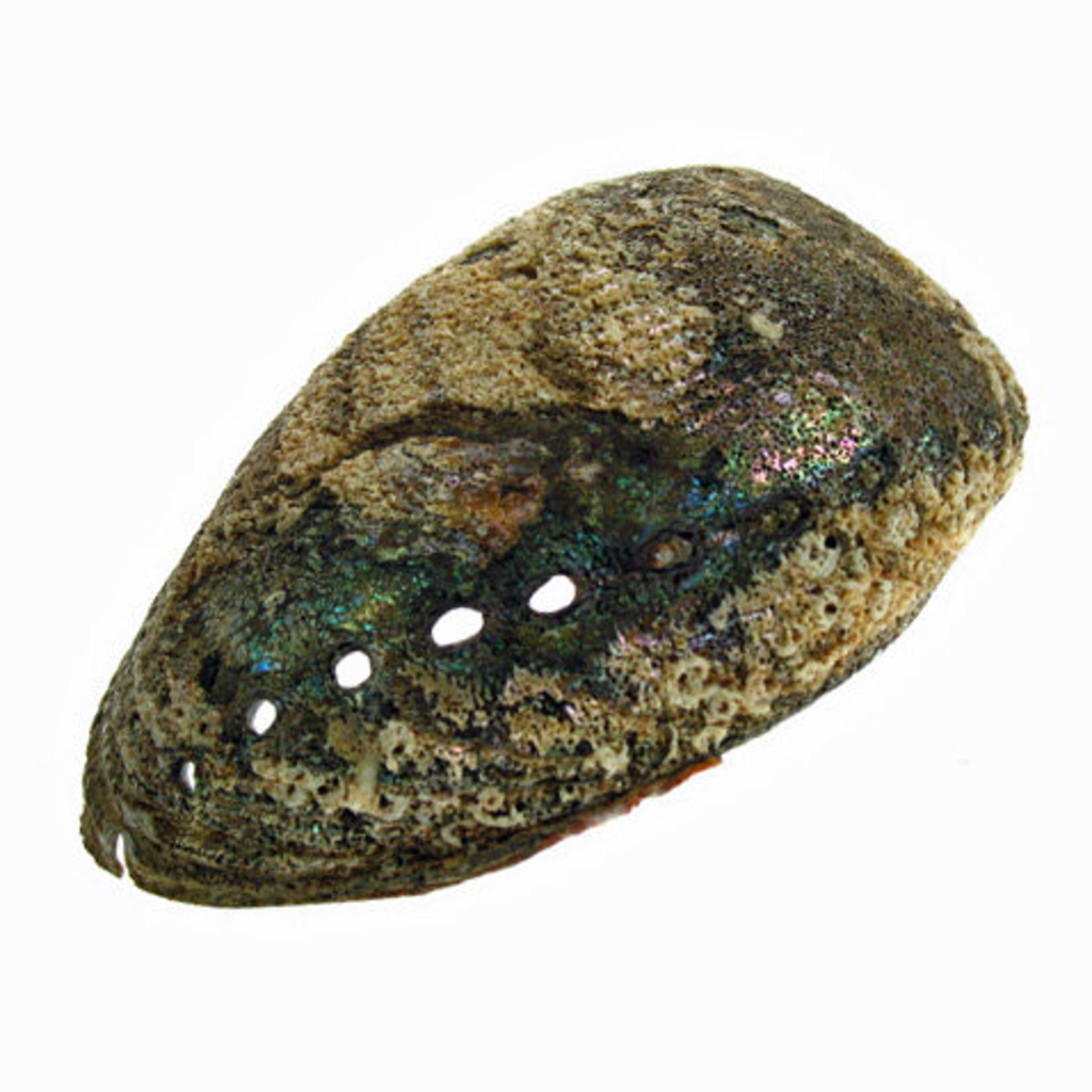 Blue Abalone 17cm Shell Seashells Craft Shells Marine | Etsy