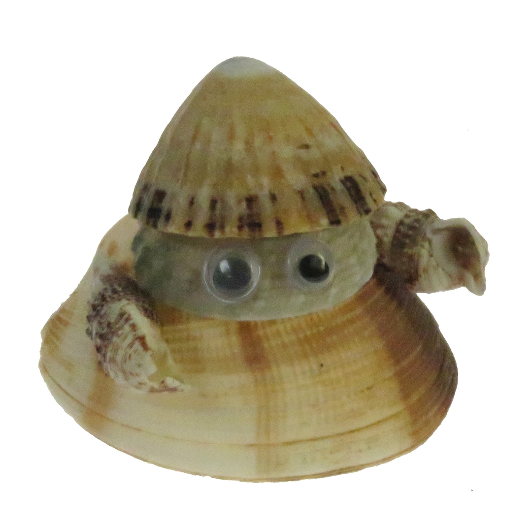 Seashell Crab Sea Creature Craft Kit for Children, Stocking Filler ...