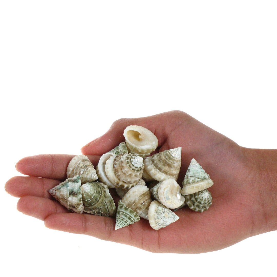 Assorted Mini Trocus Shells Seashells, Craft Shells, Marine, Snail ...