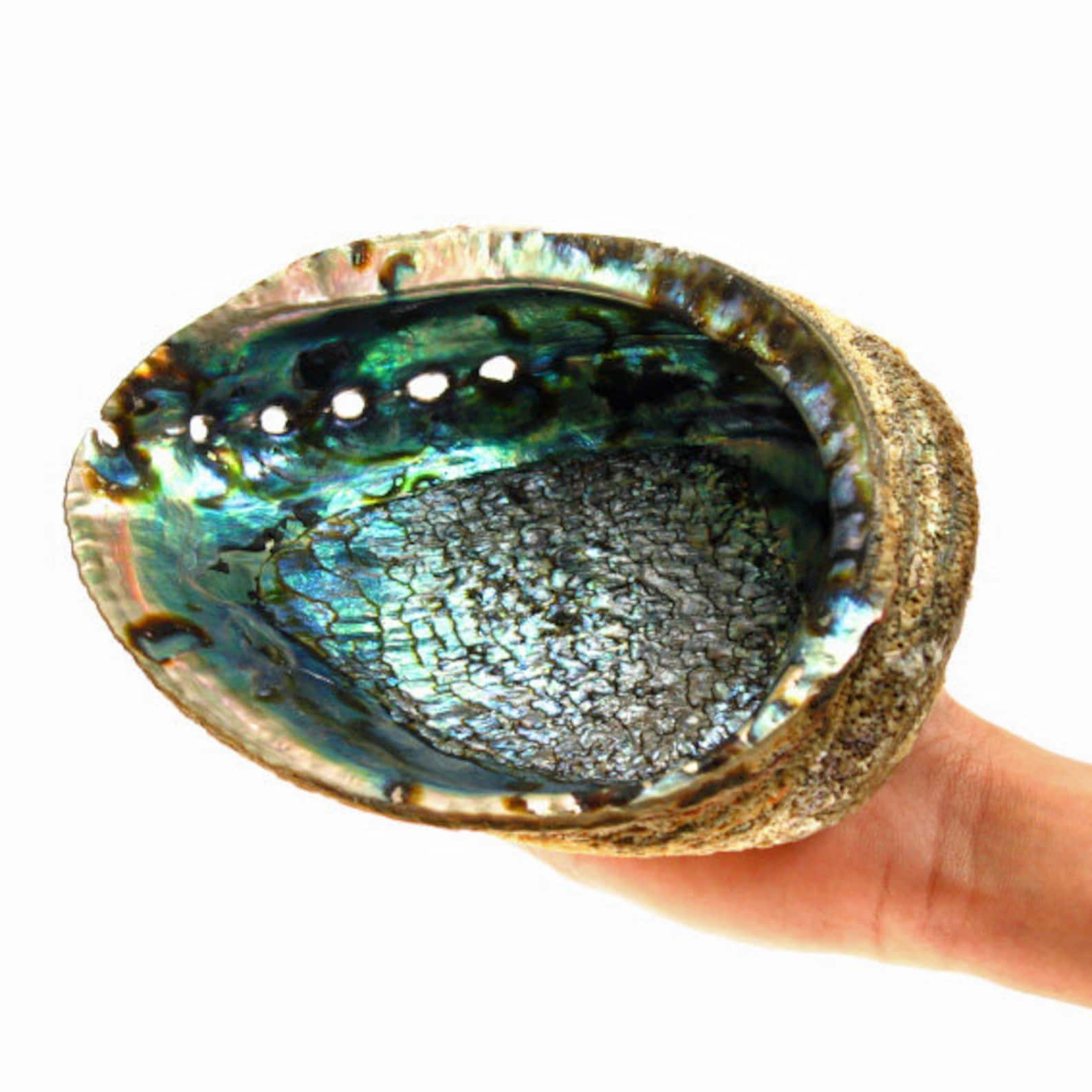 Blue Abalone 17cm Shell Seashells Craft Shells Marine | Etsy
