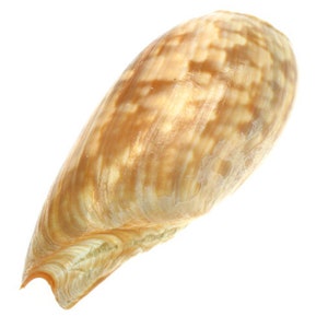 Melon Cymbium 6cm Shell Conchas de mar, Conchas artesanales, Marina ...