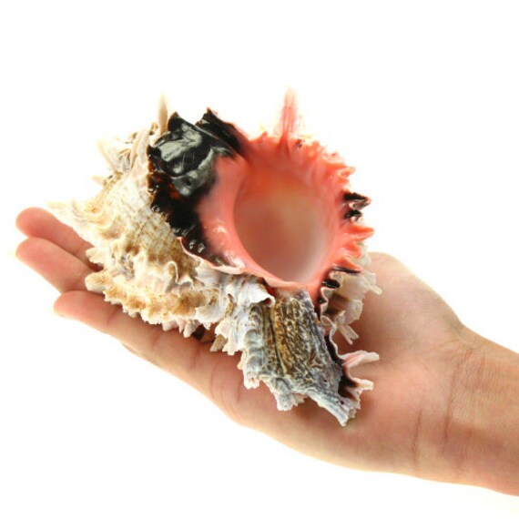 Super Regal Murex Shell Seashells Craft Shells Marine - Etsy
