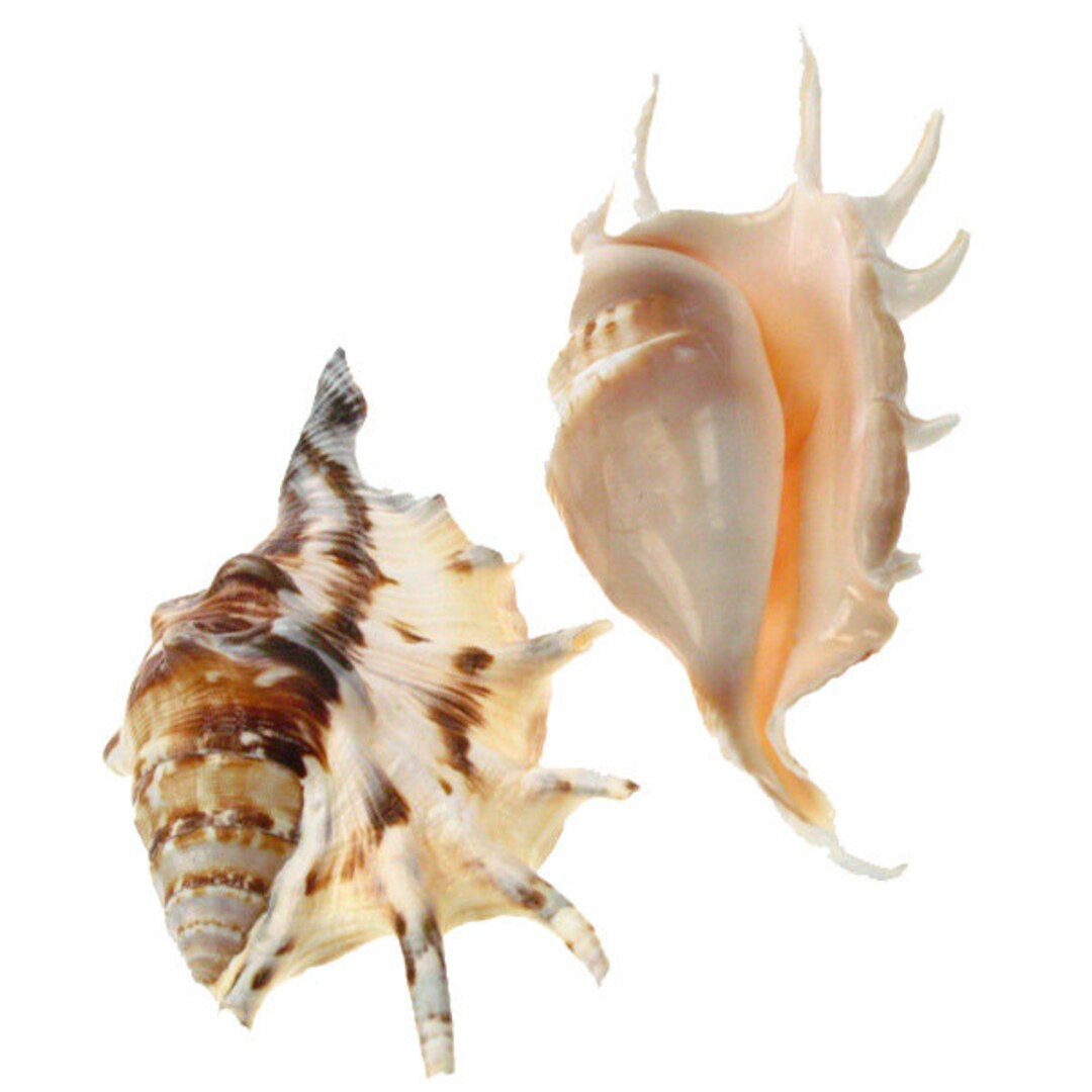 Pink Spiders 9cm Shell Seashell Craft Shell Marine Snail - Etsy