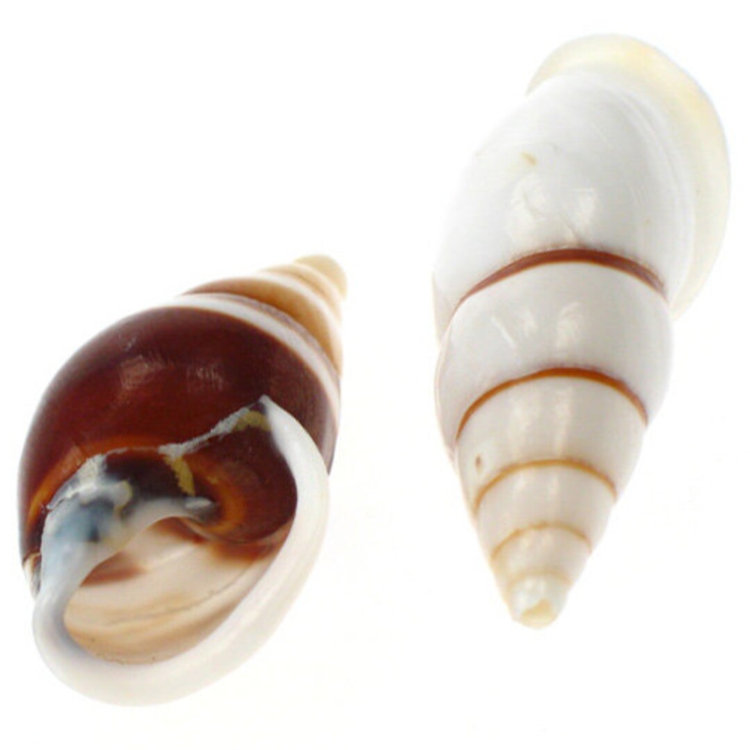 White Striped Snail 3cm Shell Seashells, Craft Shell, Snail, Marine ...