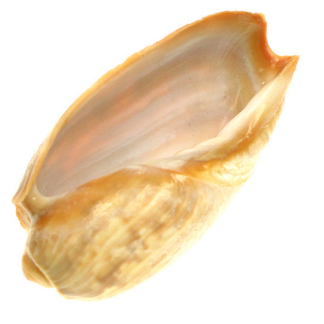 Melon Cymbium 6cm Shell Conchas de mar Conchas artesanales | Etsy