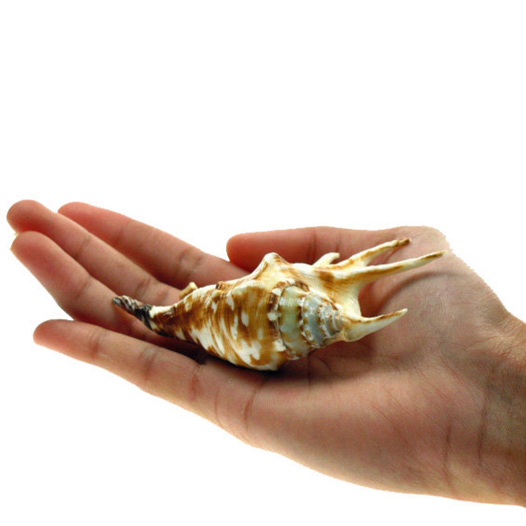 Pink Spiders Shell Seashell, Craft Shell, Marine, Snail SL062002 - Etsy