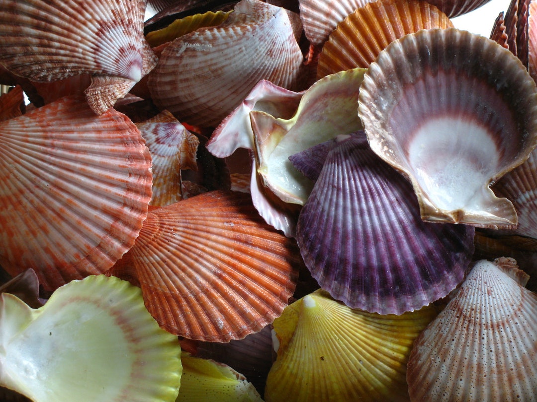 Coloured Pecton Nobilis 100g Snail Seashells Craft Shells - Etsy