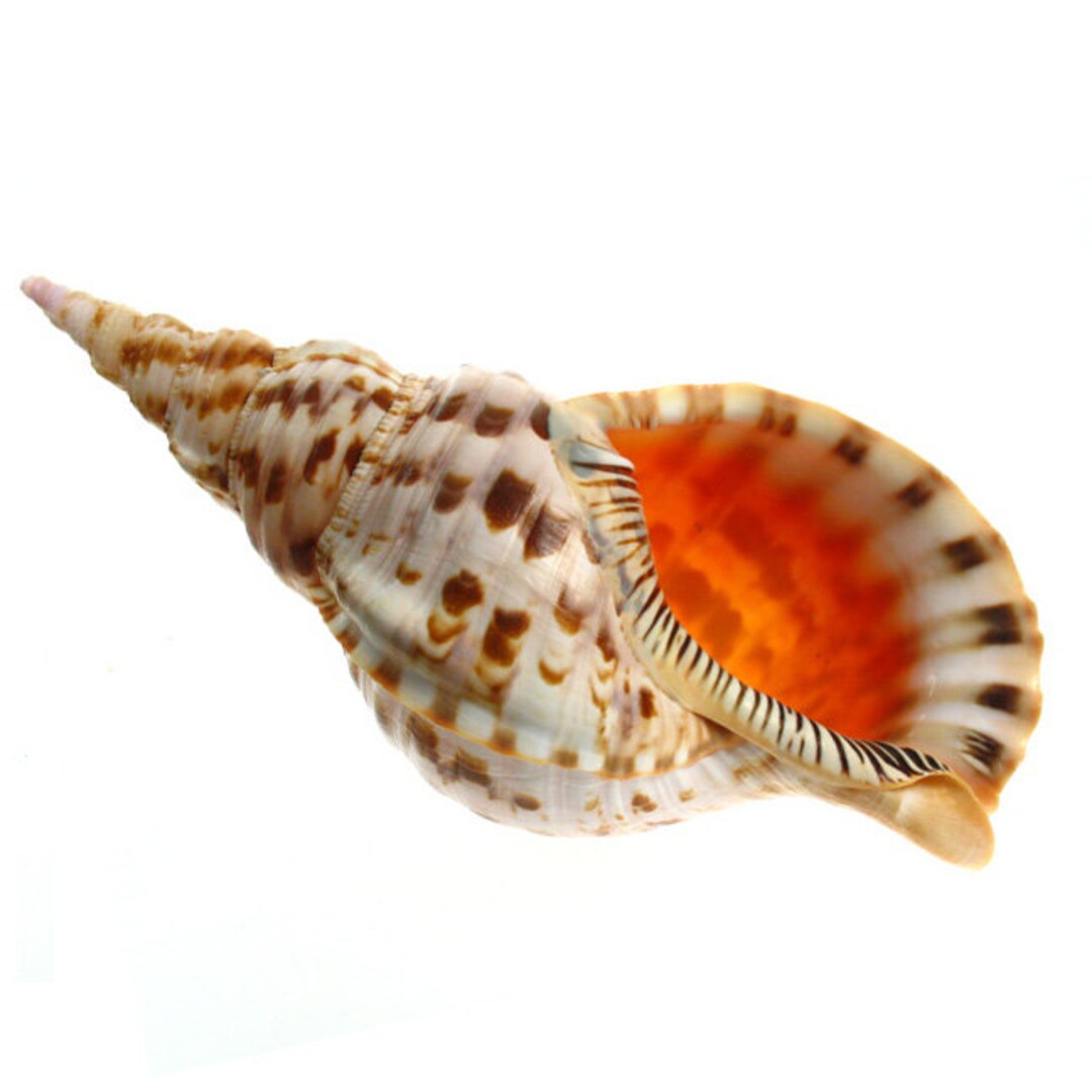 Pacific Triton 32cm Shell Seashell, Craft Shell, Marine, Snail SL067032 ...