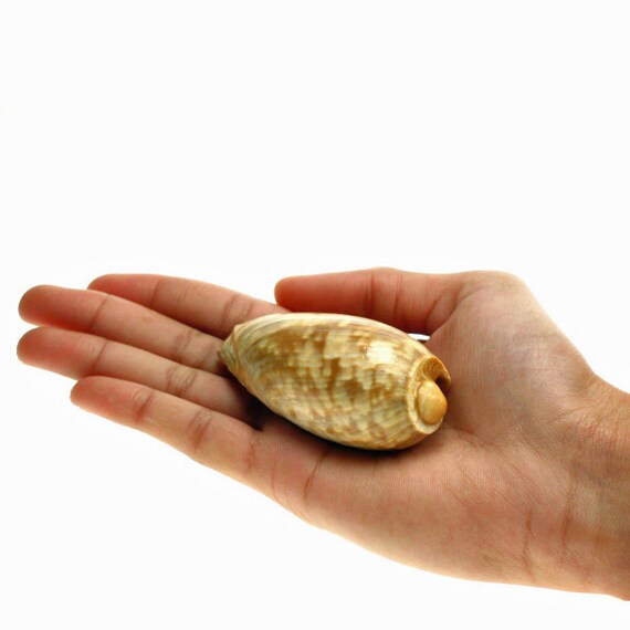 Melon Cymbium 6cm Shell Conchas de mar Conchas artesanales - Etsy España