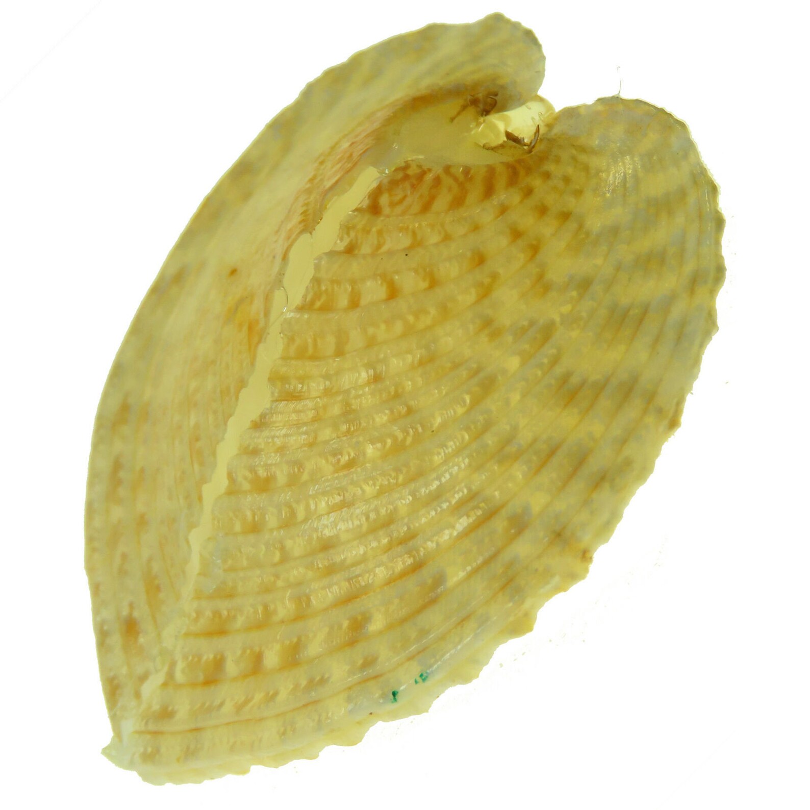 Heart Shaped Clams Angel Wings Seashell Collectors Shell | Etsy