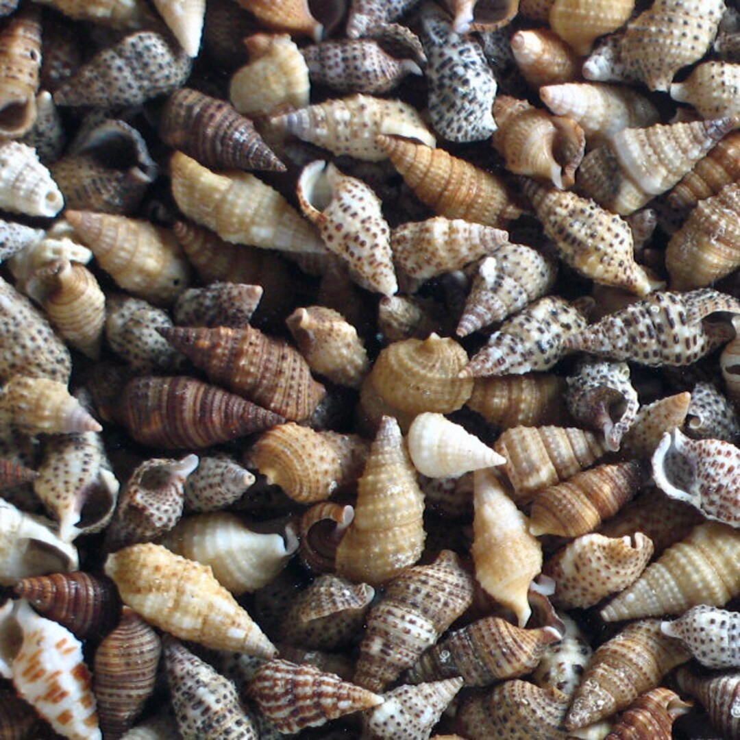 Light Dorekein Cerith Shells - Seashells, Craft Shells, Marine, Snail ...