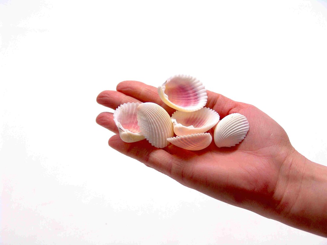 Assorted Coloured Cockles Seashells Craft Shells Marine - Etsy