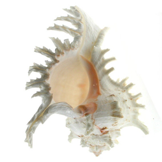 Giant Murex 23-25cm Shell Seashell Craft Shell Marine - Etsy
