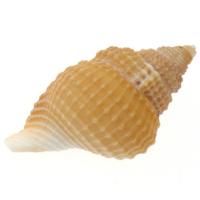 Distorsio Reticulata 4cm Seashells Craft Shells Marine - Etsy UK