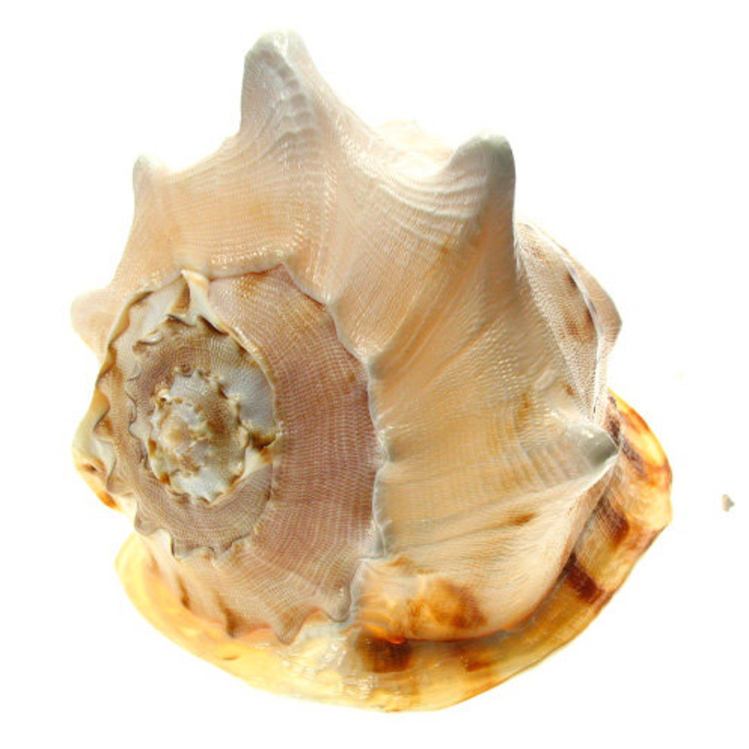 Queen's Helmet 22cm Shell Seashell Craft Shell Marine - Etsy