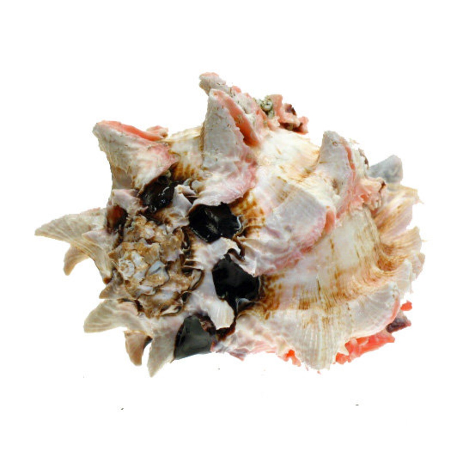 Super Regal Murex Shell Seashells Craft Shells Marine | Etsy