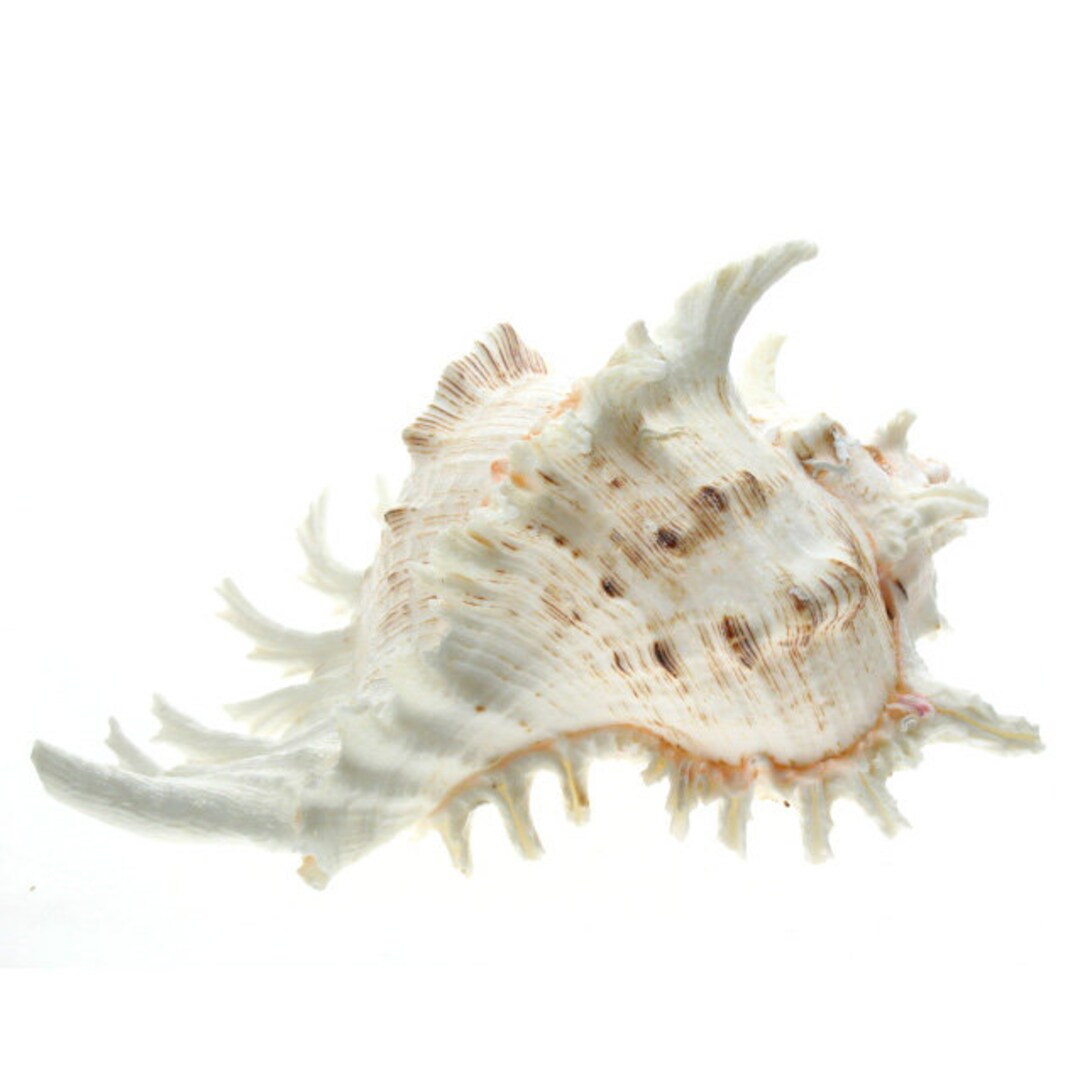 Giant Murex 23-25cm Shell - Seashell, Craft Shell, Marine, Snail ...
