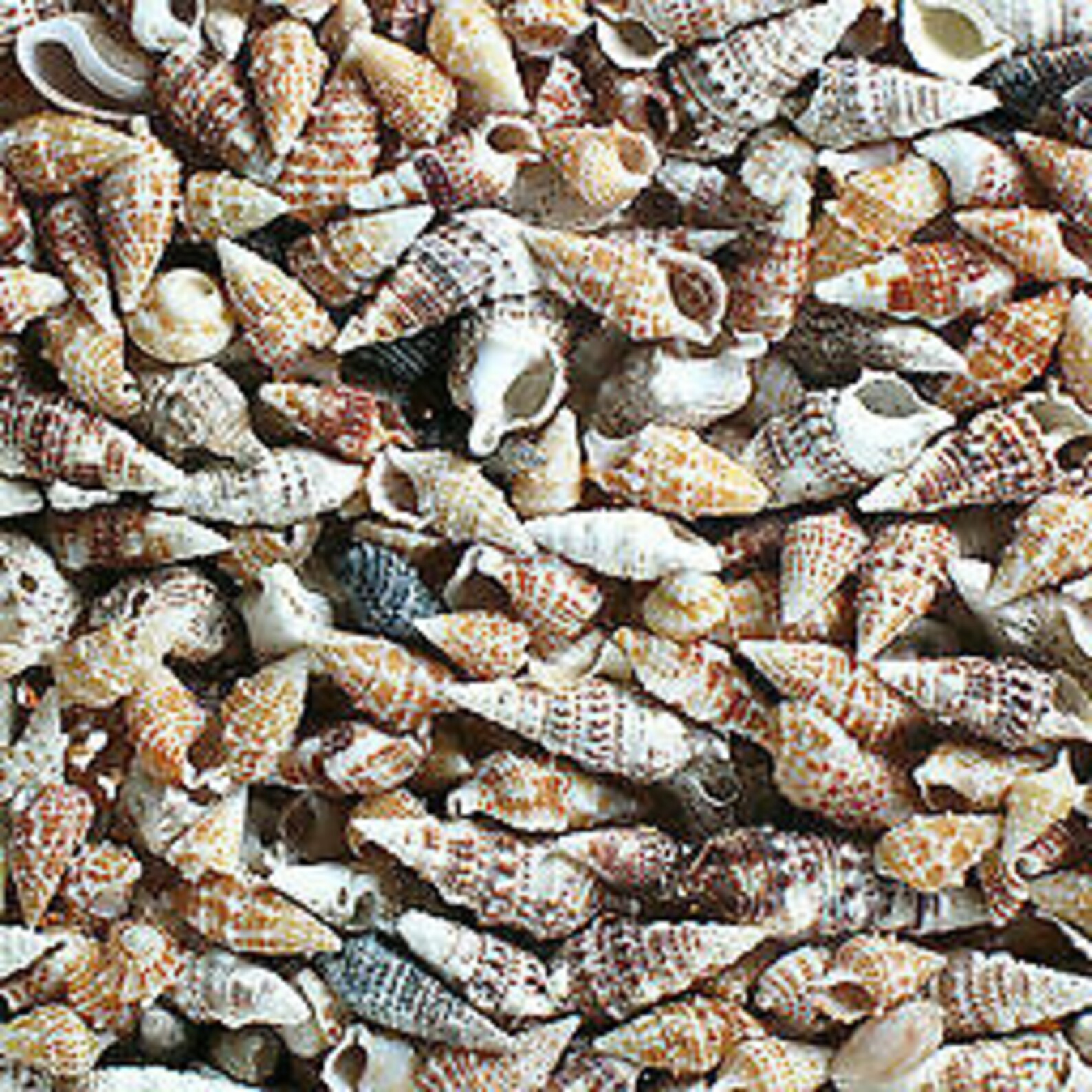 Brown Cerith Shells CF012 small Seashells shells for | Etsy