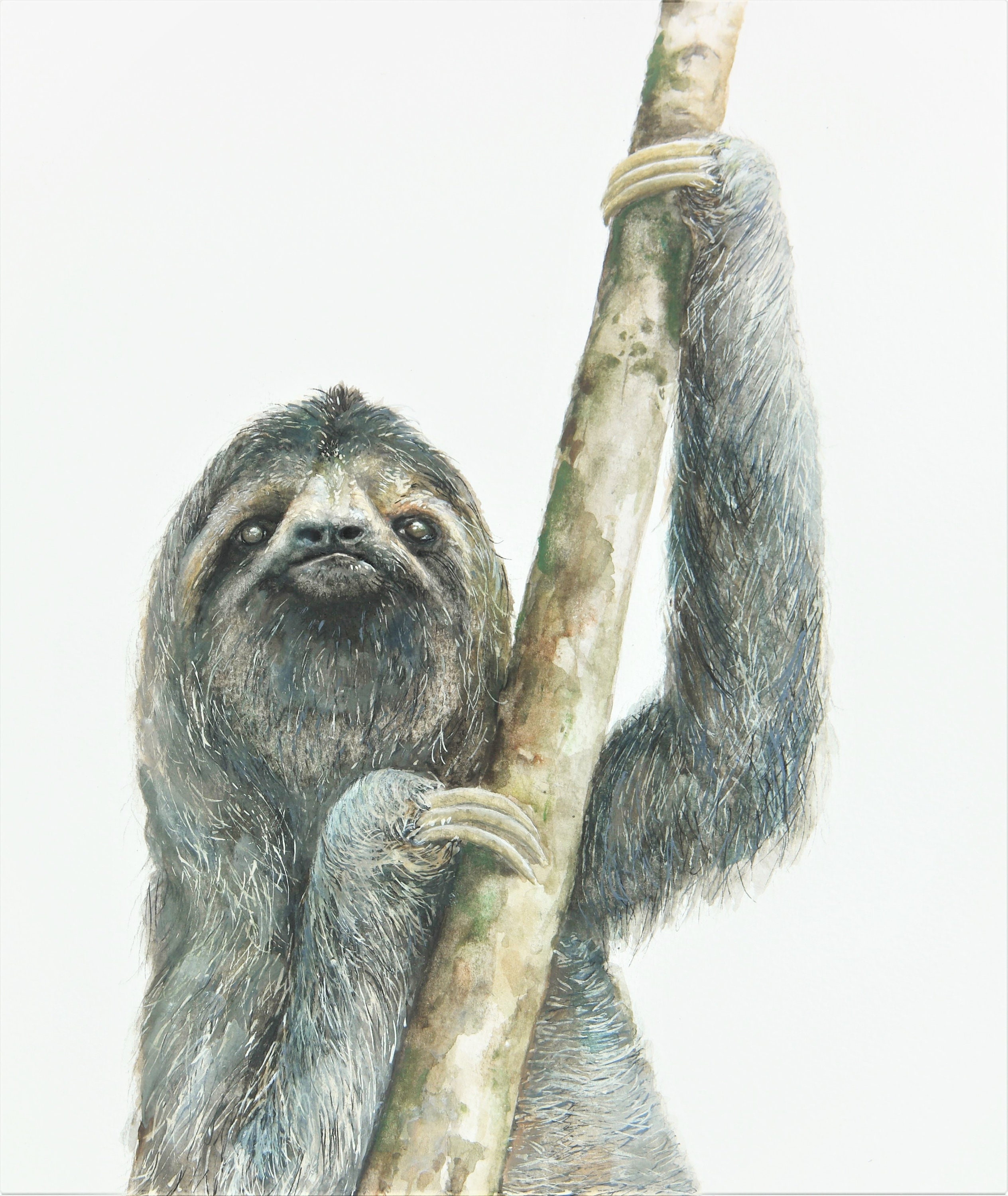 Three Toed Sloth Drawing