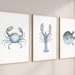 Boho Coastal Ocean Animal Wall Art Prints, Neutral Blue Sealife Modern ...