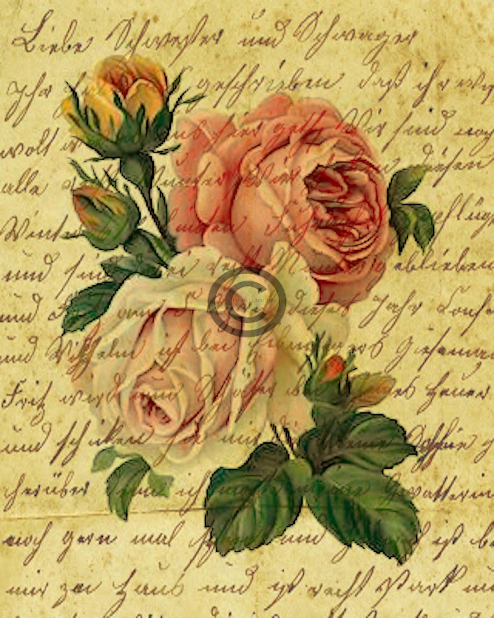 Antique Vintage Botanical Rose Garden Illustration Download - Etsy
