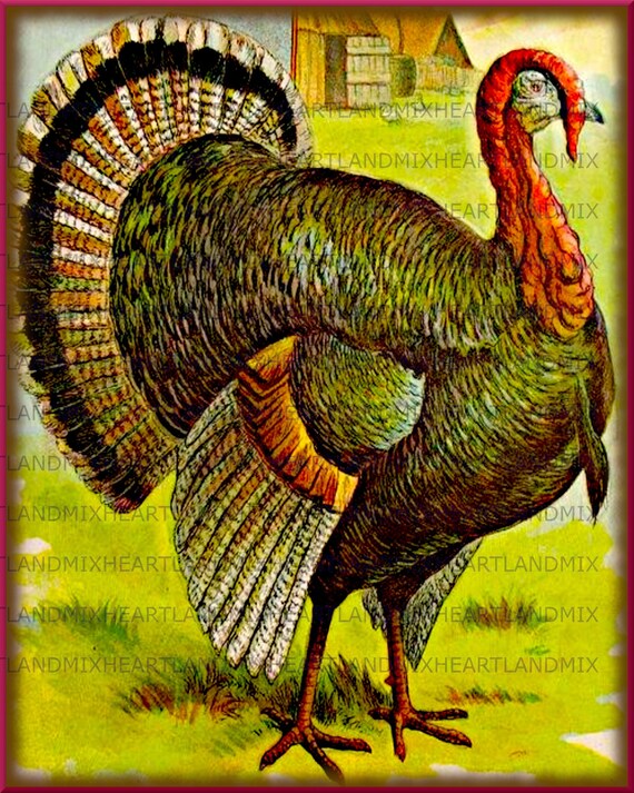Vintage Farmhouse Turkey Illustration Download Printable - Etsy