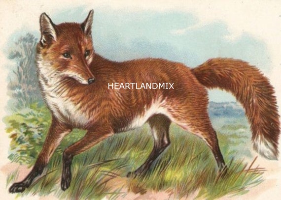 Vintage Fox Print