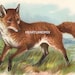 Antique Vintage Fox Download Printable Wall Art Image - Etsy