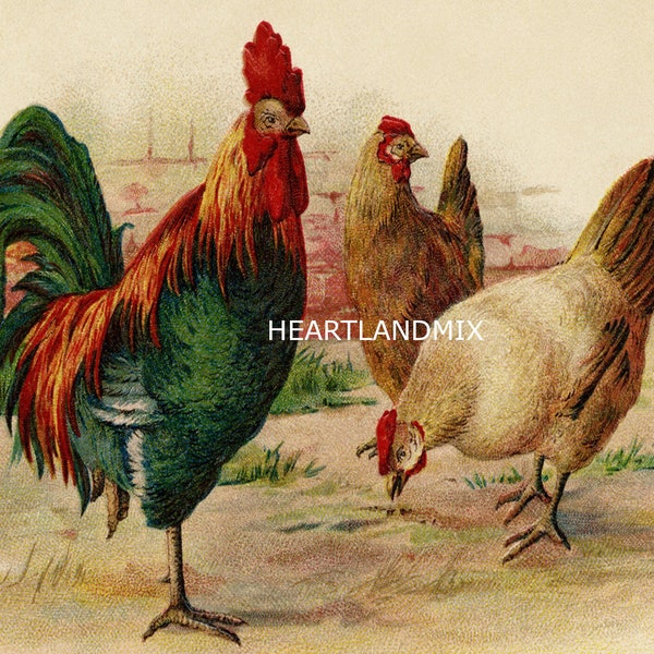 Antique Chickens - Etsy