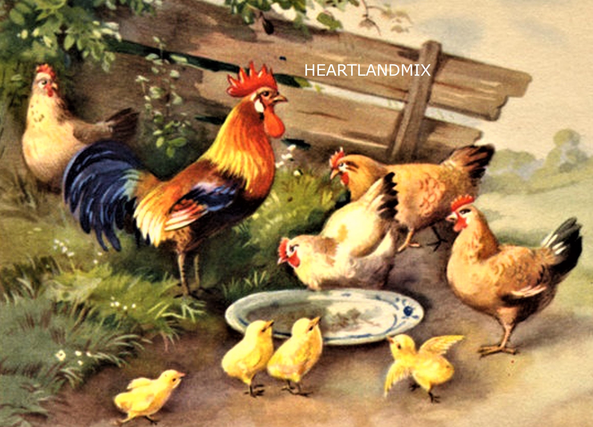 Vintage Chicken Illustration