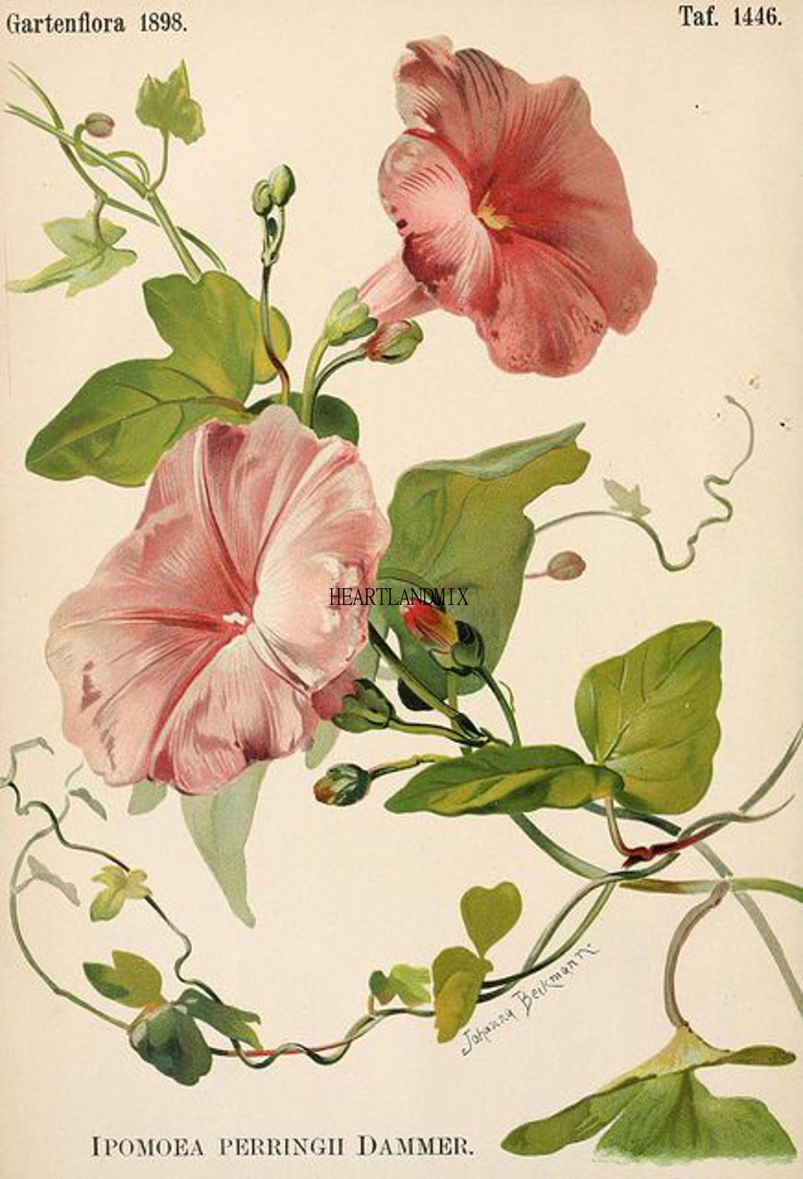 Antique Vintage Botanical Digital Wall Art Image Download - Etsy