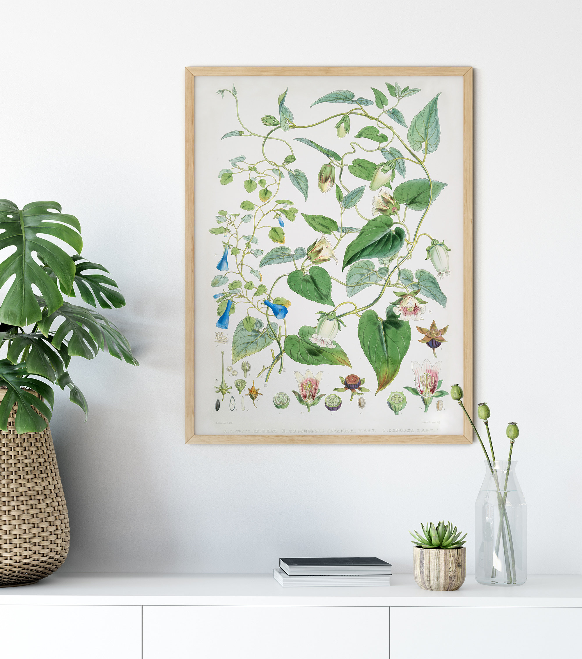 Plant Illustration Printable Wall Art, Downloadable Art, Cottage Decor ...