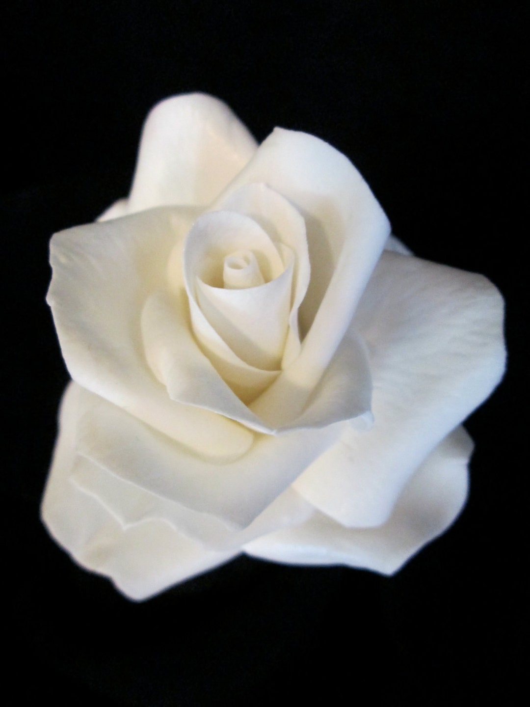 Realistic Rose Sugar Flower Cake Topper, Wedding, Bridal, Gumpaste ...
