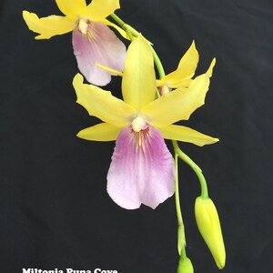 Gumpaste Miltonia Orchid: Realistic Sugar Flower Cake Topper - Etsy