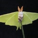 Luna Moth Cake Topper, Gumpaste Cake Decoration - Etsy