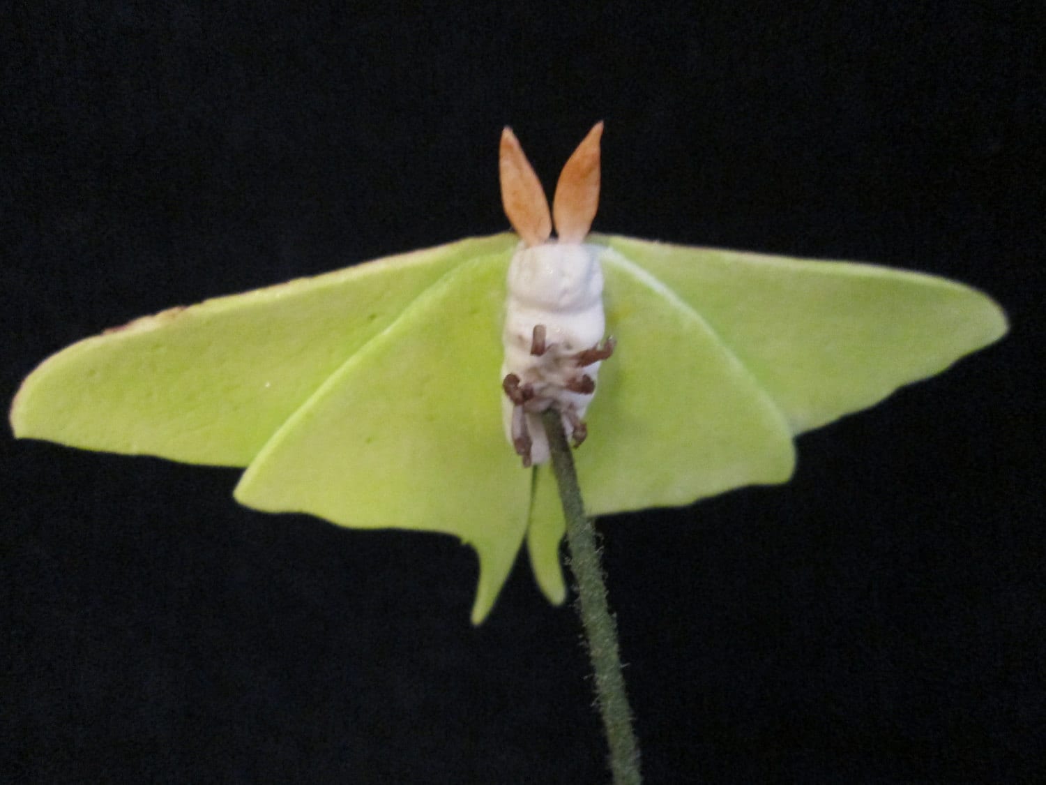 Luna Moth Cake Topper, Gumpaste Cake Decoration - Etsy