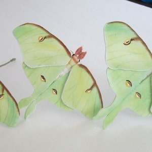 Luna Moth Cake Topper, Gumpaste Cake Decoration - Etsy
