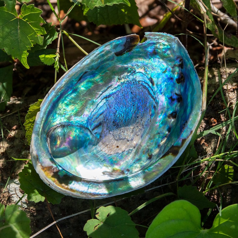 Abalone Shell Smudging Bowl, Colorful and All-natural, Chipped and ...