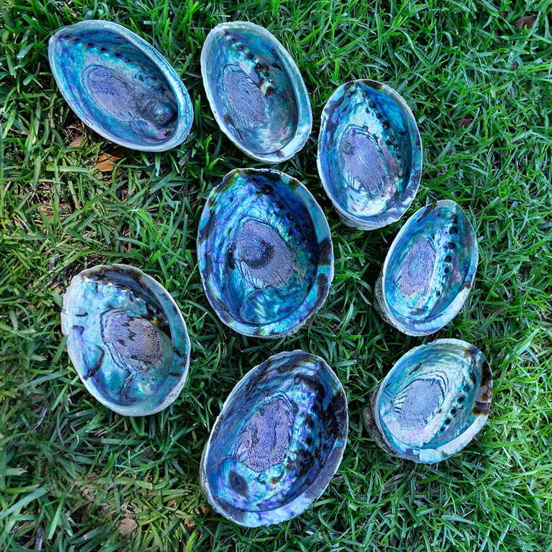 Abalone Shell Smudging Bowl Colorful and All-natural Chipped - Etsy