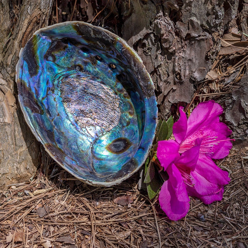 Abalone Shell Smudging Bowl Colorful and All-natural Chipped - Etsy