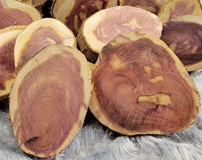 75 Irregular and Oval Shaped Red Cedar Wood Tree Slices, 2 4 DIY ...