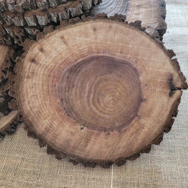 12 Inch Wood Slices - Etsy