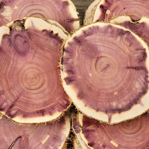 Red Cedar Wood Slices, Live Edge Tree Slices, DIY Coasters, Ornaments ...