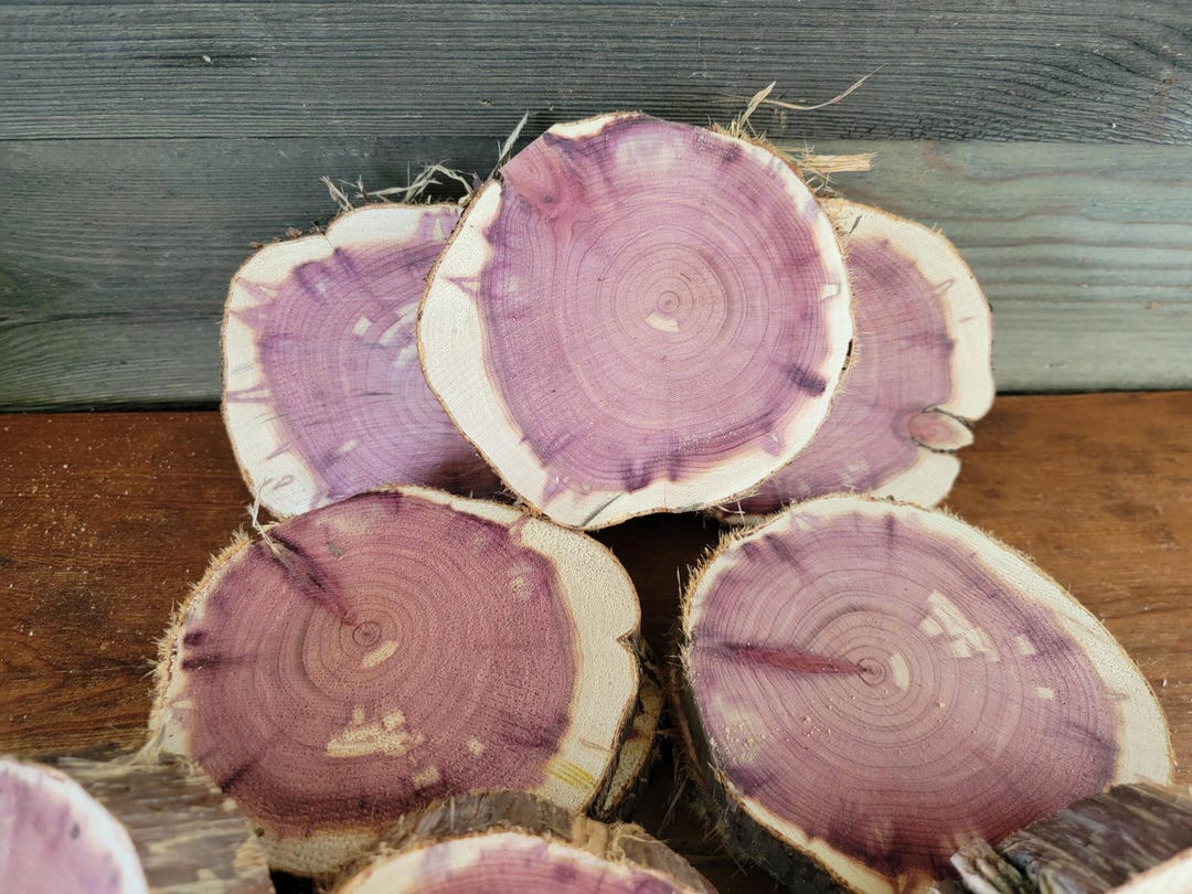Set of 12 Red Cedar Wood Slices, 1 Thick Cookies, Wood Rounds, Tree ...